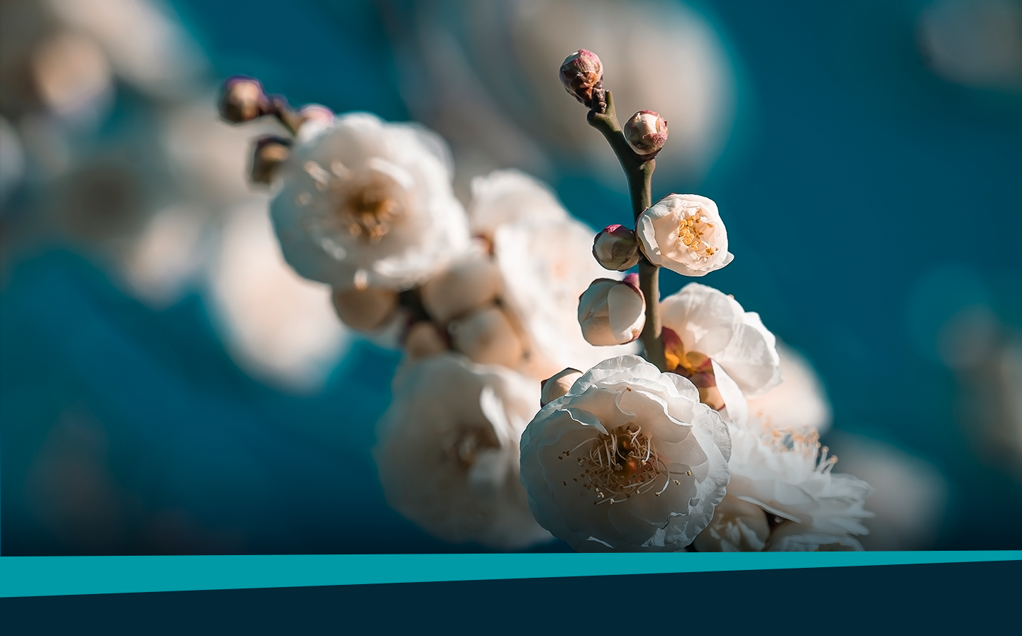 Home | Vanguard Charitable